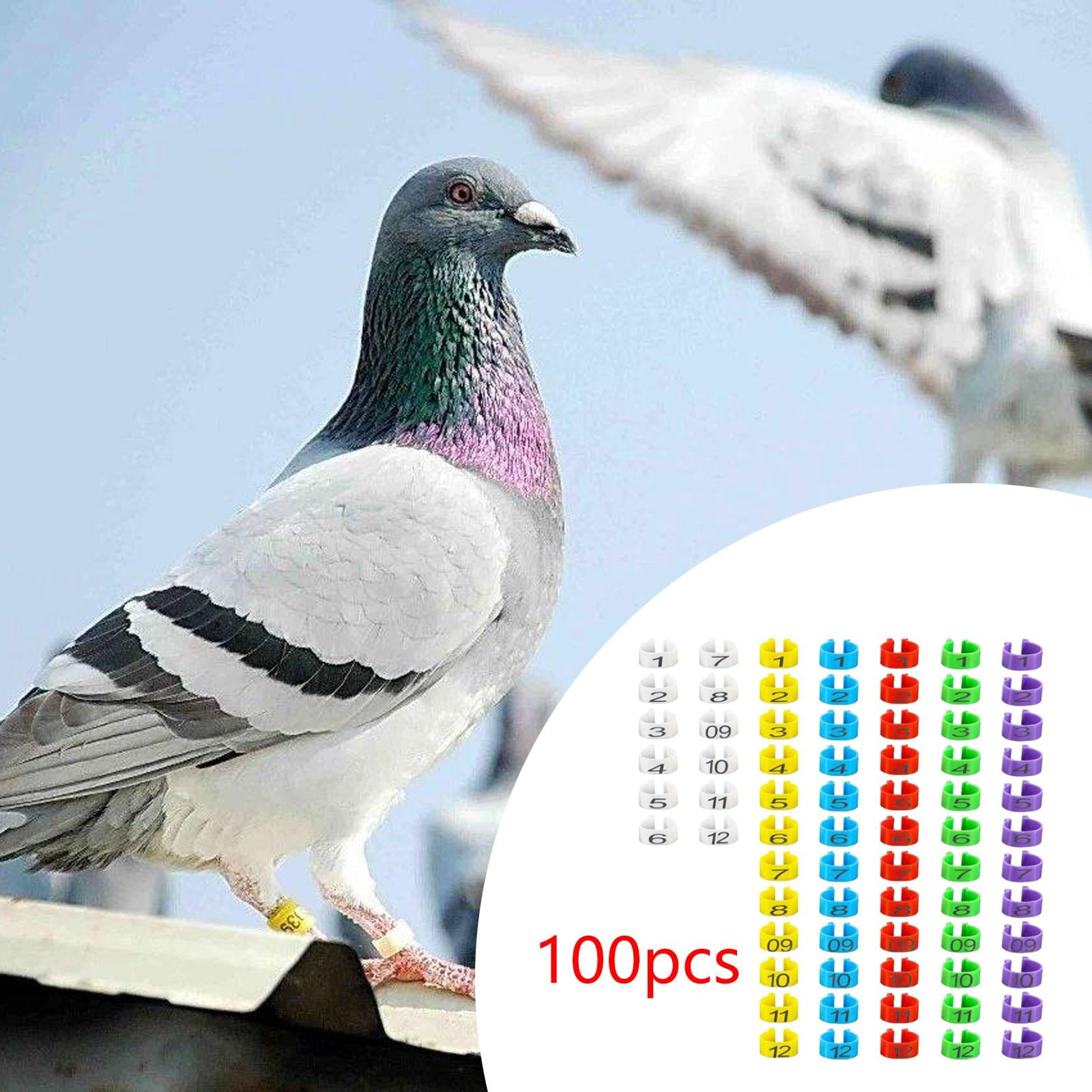 menolana 100Pcs Bird Leg Bands Bird Identification Leg Bands for Small ...