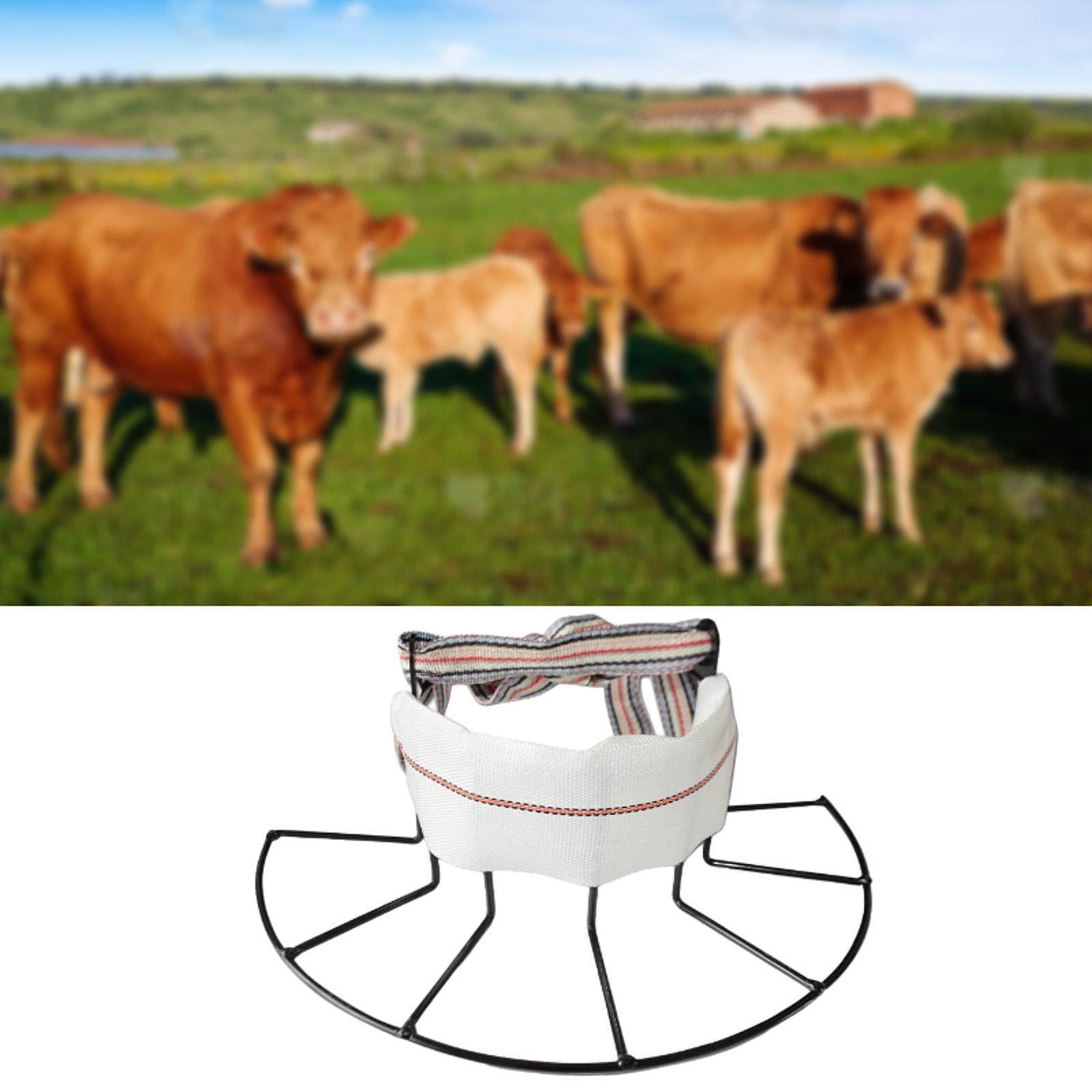 menolana Cattle Weaner Weaning Cows Cattle Weaning Cow Nose Milk ...