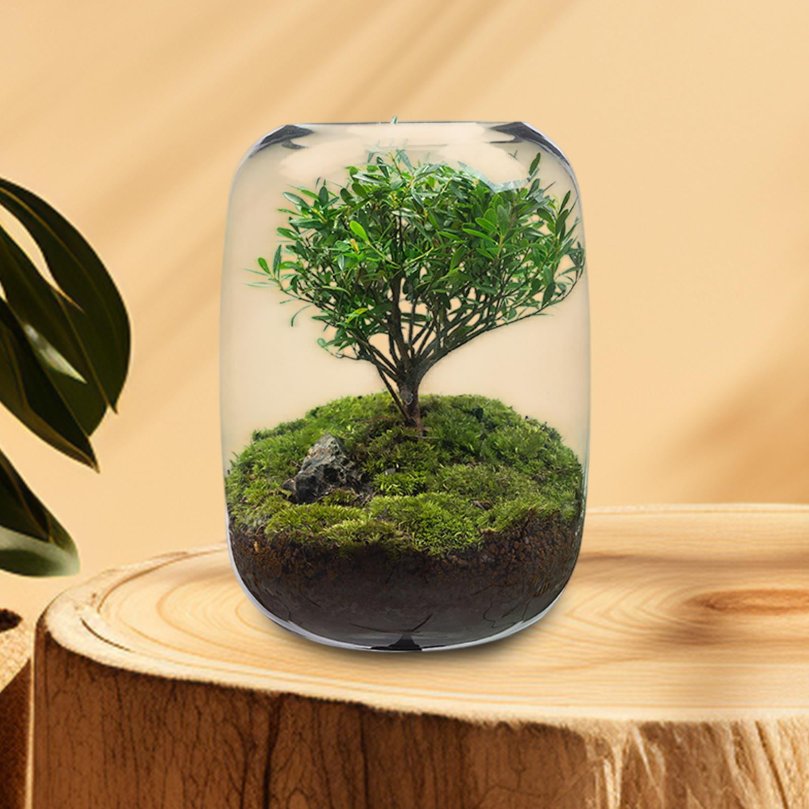 menolana Glass Vase Home Decor Ideal Gift Unique Modern Elegant ...