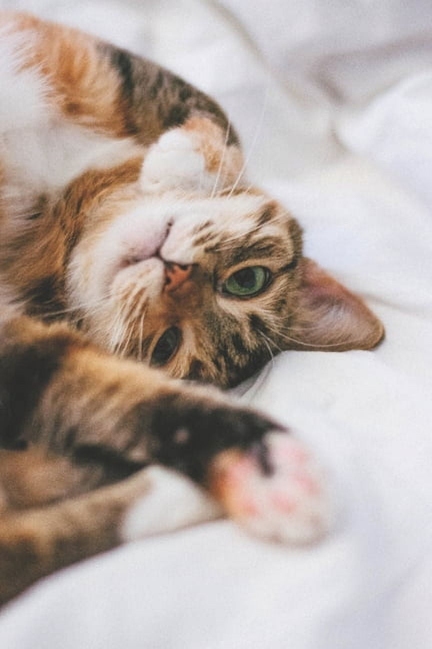 meow (Paperback) - Walmart.com