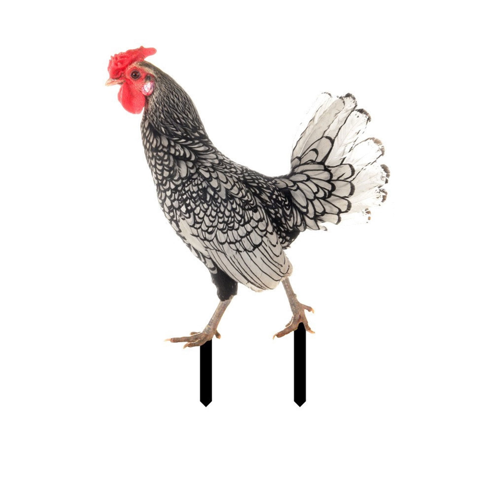 miaomiaocc Garden Decor Garden Tools Realistic Chicken Statues,Acrylic ...