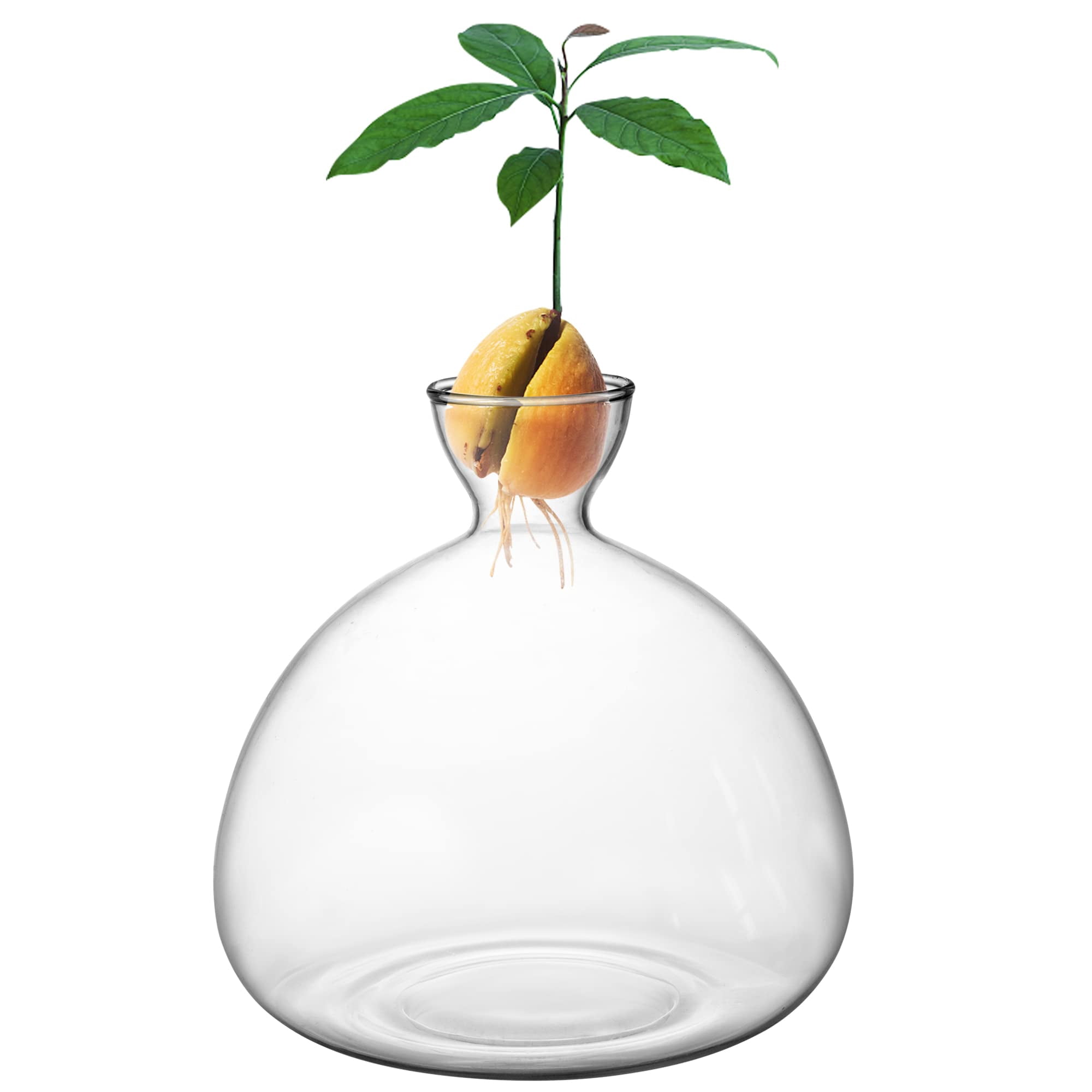 moonoom Avocado Tree Growing DHF10 Kit,Avocado Seed Starter Vase,Glass ...