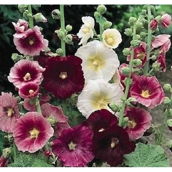 morebargins_com 50 Seeds Hollyhock Indian Spring Holly Hock Seeds ...