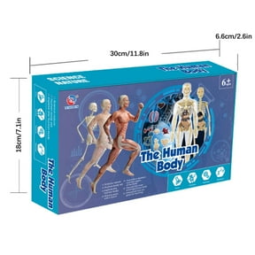Thames & Kosmos Ooze Labs: Visible Human Body Model with Squishable ...