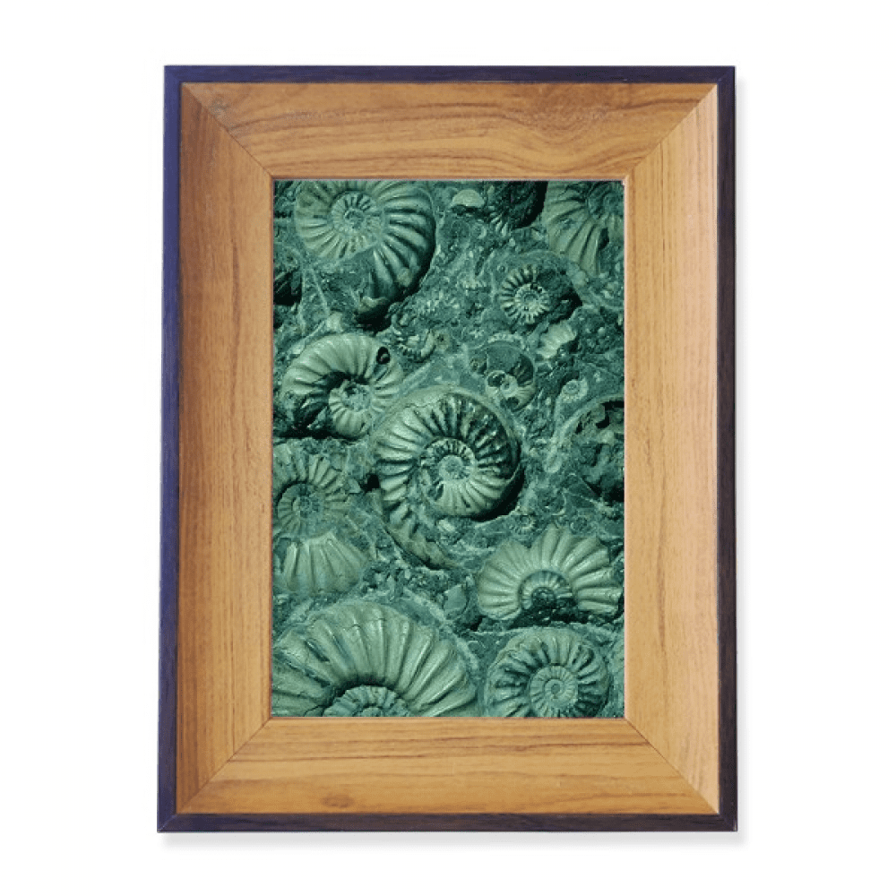 nautilus ammonites s specimen photo frame exhibition display art ...