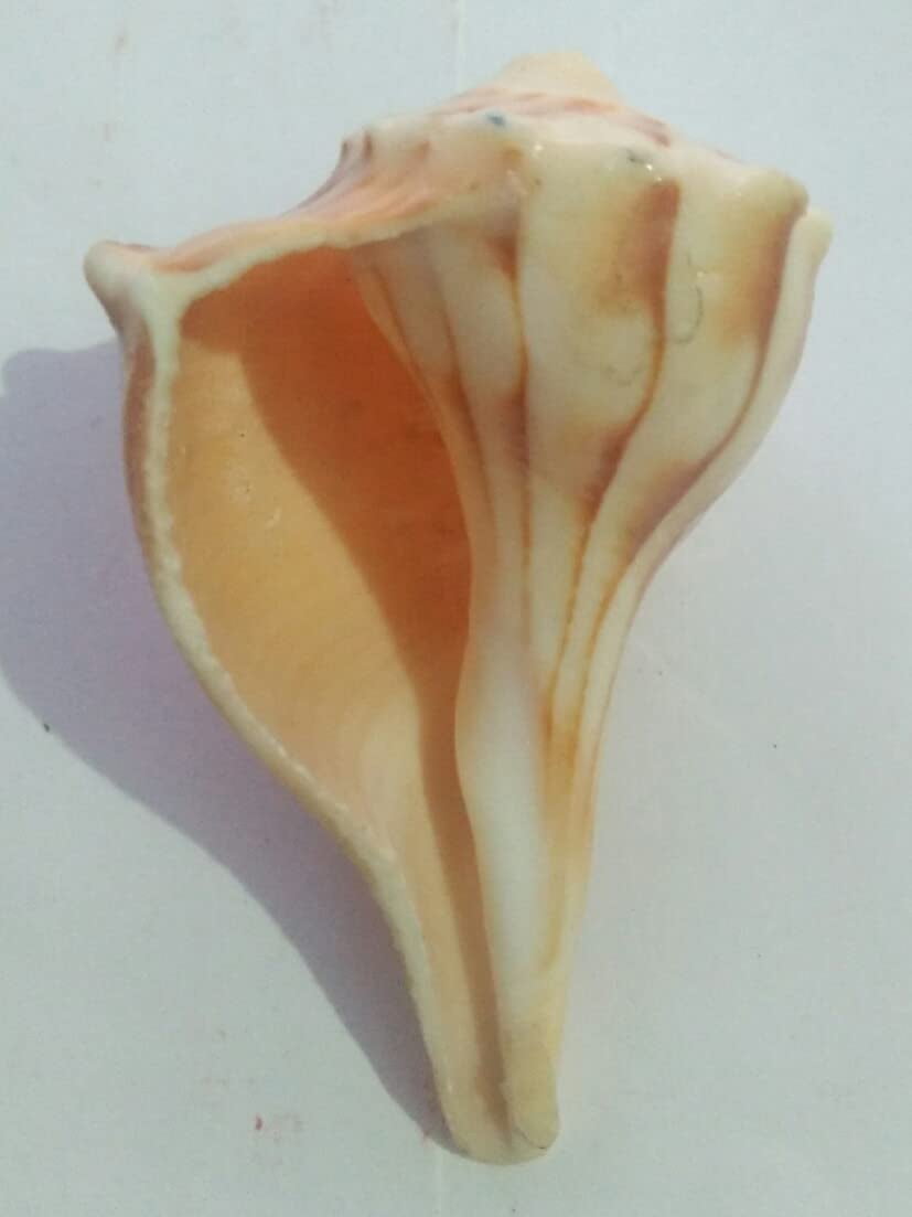 Lakshmi Valampuri Sangu Conch Shell Shankh - Small Size (2 Inch) By ...