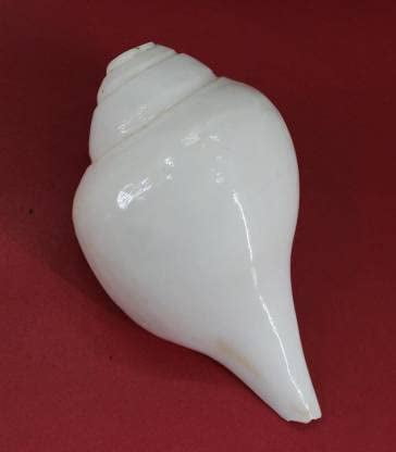 Loud Blowing Shankh for Pooja Original Big Size 6 Inch Conch Shell ...