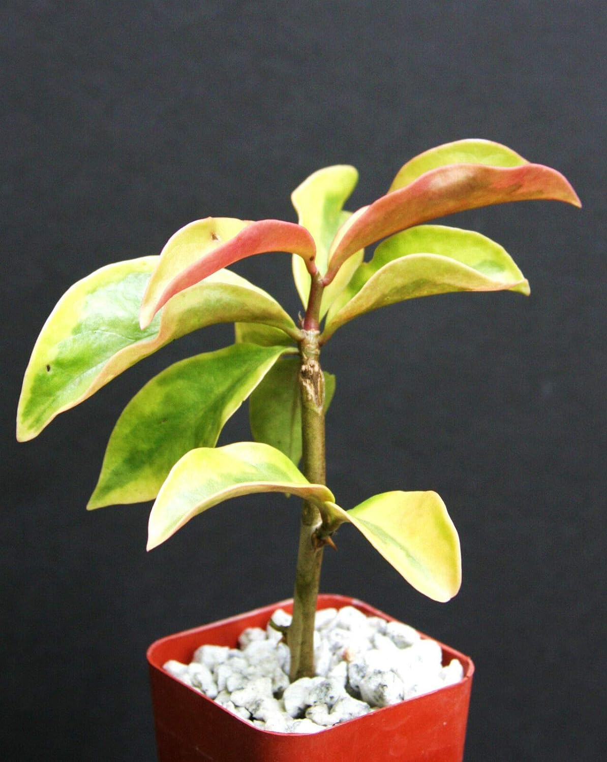 nrg Seeds - Pereskia aculeata Variegated Exotic Climber Cacti Rare ...