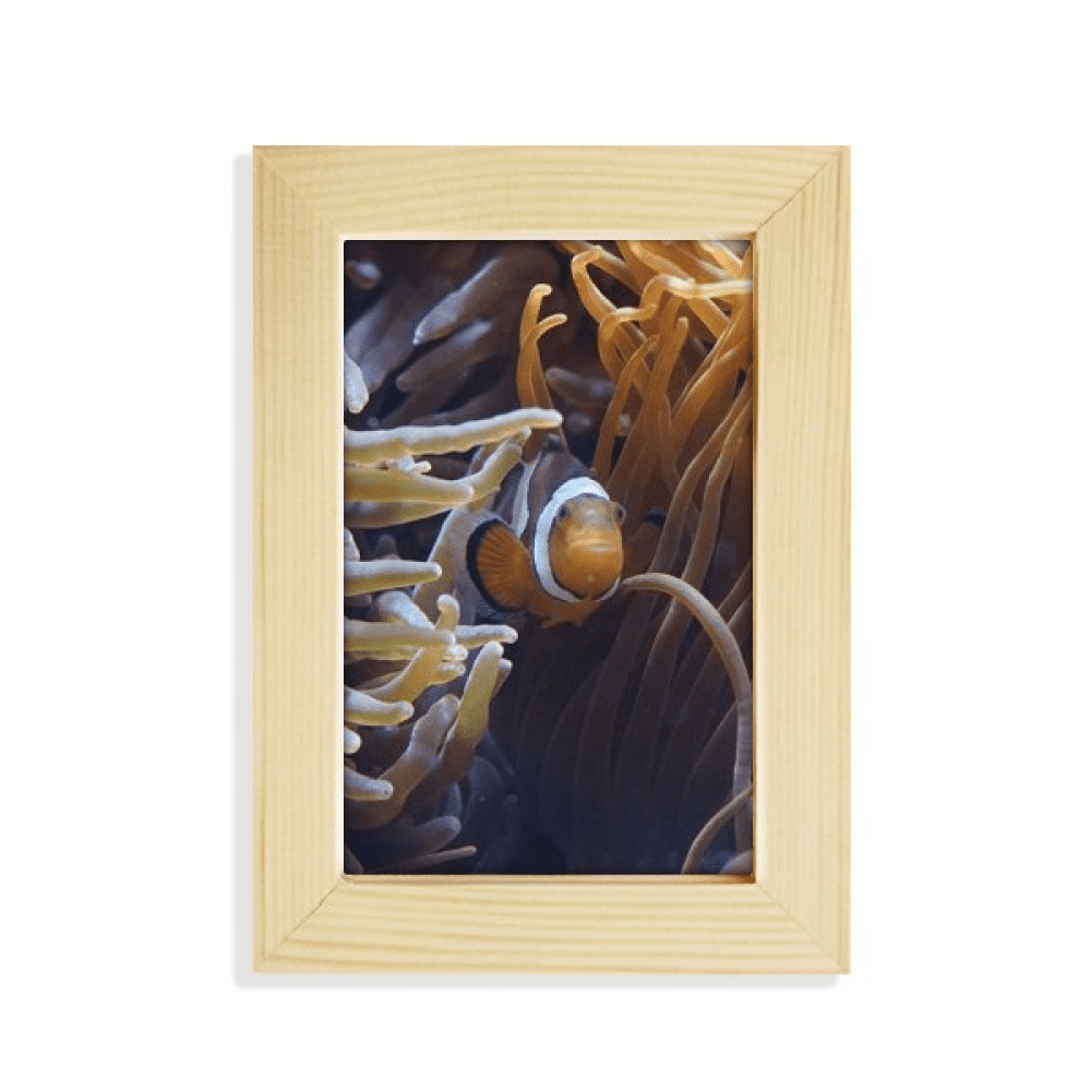 ocean anem fish science nature desktop display photo frame picture art ...