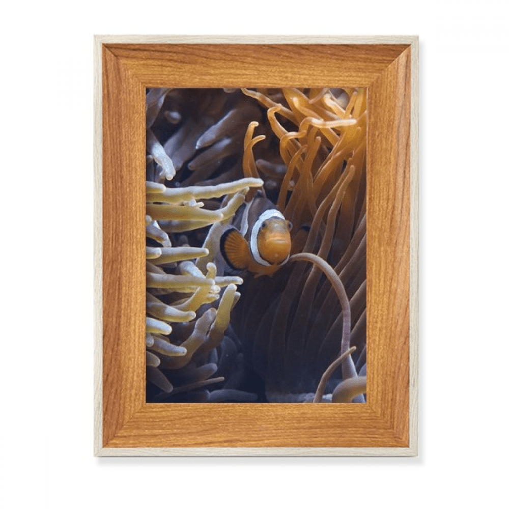 ocean anem fish science nature desktop wooden photo frame display ...