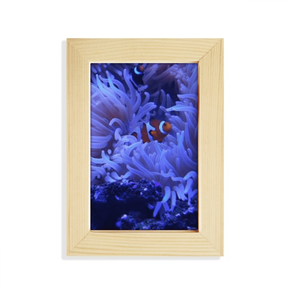 ocean anem fish science nature picture desktop display photo frame ...