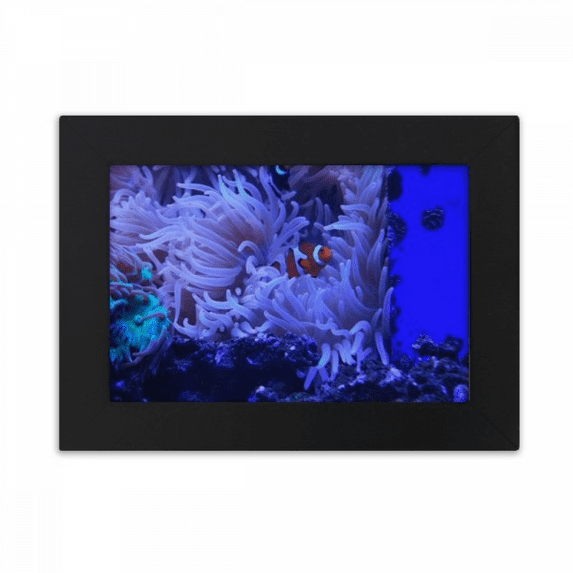 ocean anem fish science nature picture desktop photo frame ornaments ...