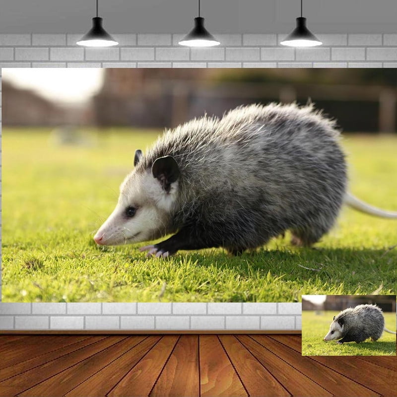 opossum Backdrop Banner Party Supplies Poster Movie Theme Background ...