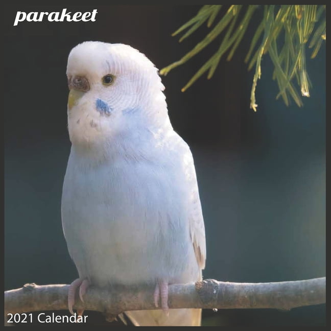 parakeet 2021 Calendar : Official parakeet Wall Calendar 2021 ...
