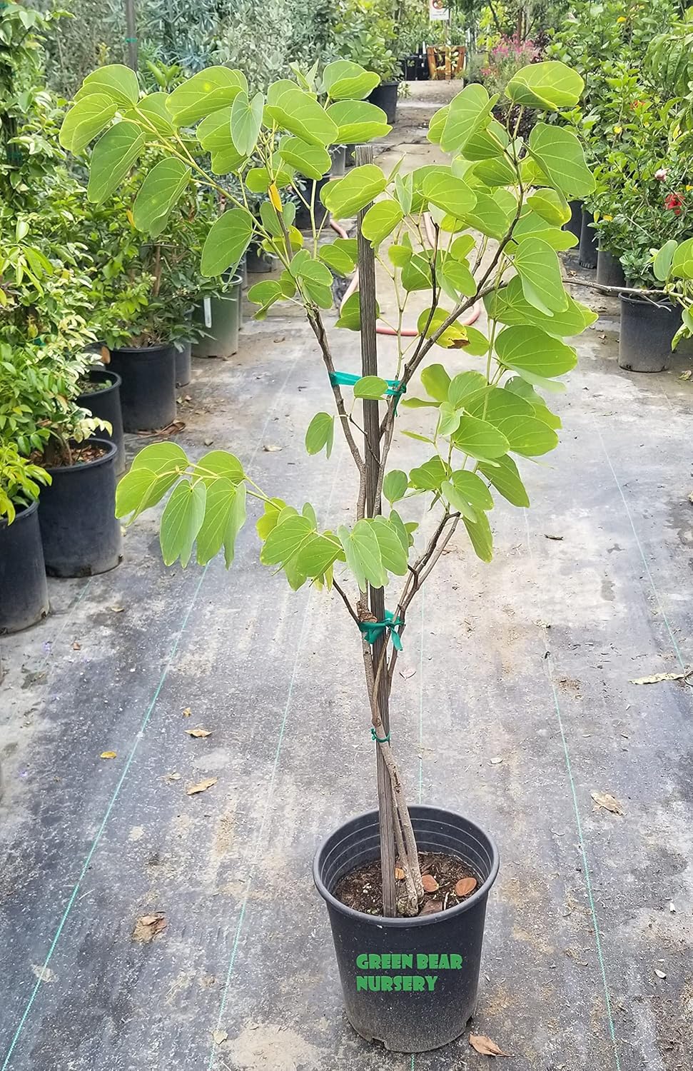 paws Tree (Bauhinia Purpurea) Hawaiian Tree, Cow's Foot Leaf Tree, Vaca ...