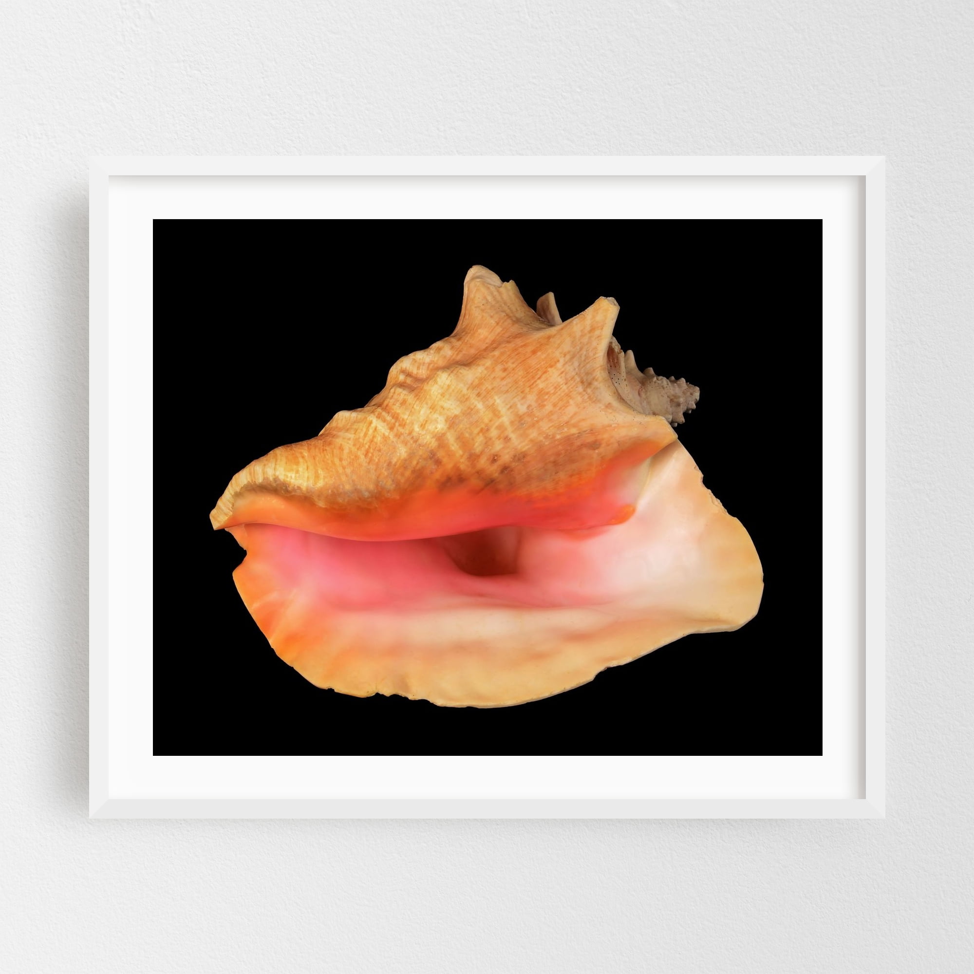 pink Queen Conch sea shell - Photography Marine Life Nautical Beach ...