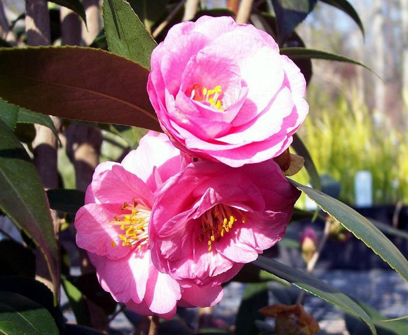 pixies gardens Camellia Japanese Lisa Beasley Liner/Starter - Walmart.com