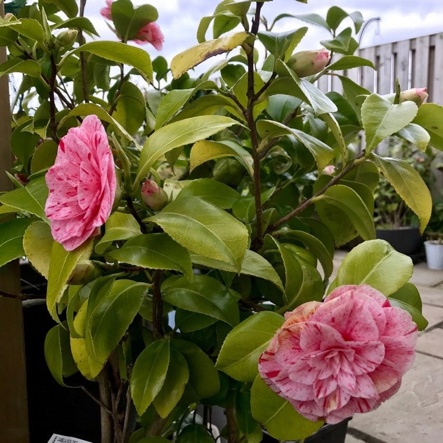 pixies gardens Camellia Kickoff-Gorgeous Dark Pink, Large Bloom Liner ...