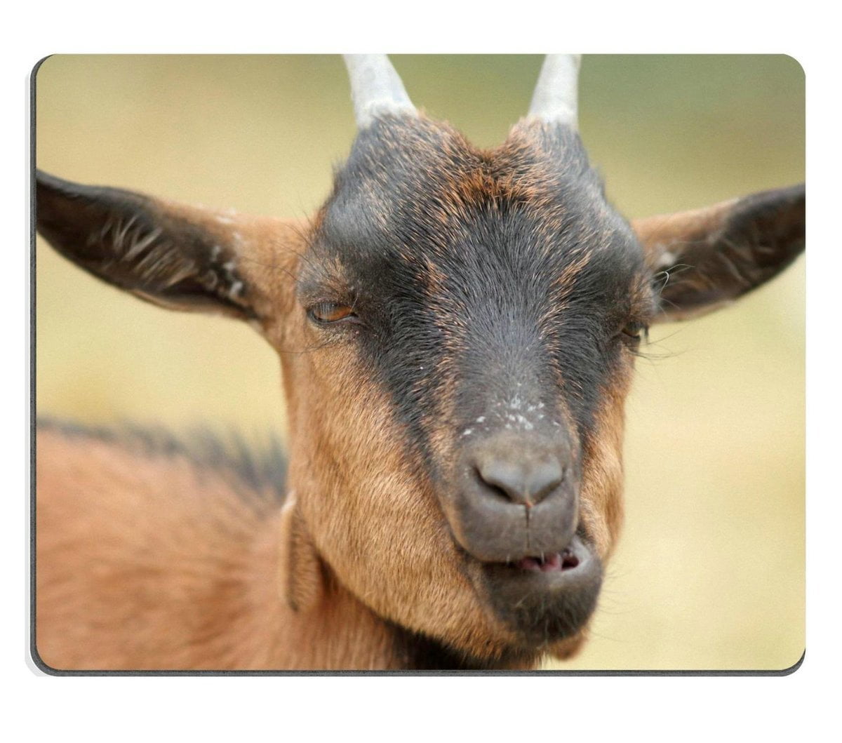 portrait of brown funny goat chewing grass Mouse pads Gaming Mouse Pad ...