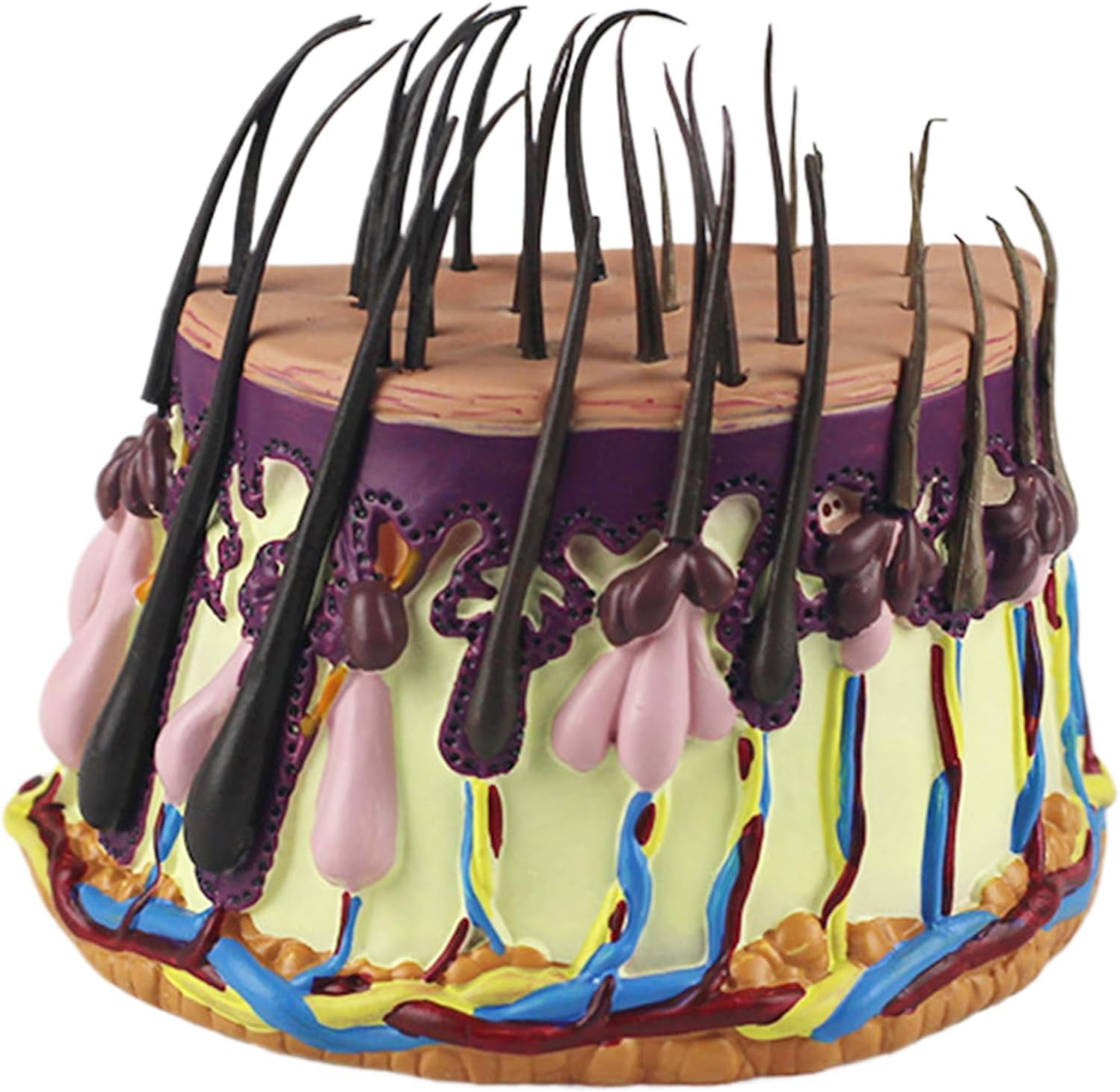 qczoyp Human Hair Skin Anatomical Model: Hair Growth Cycle Model Hair ...