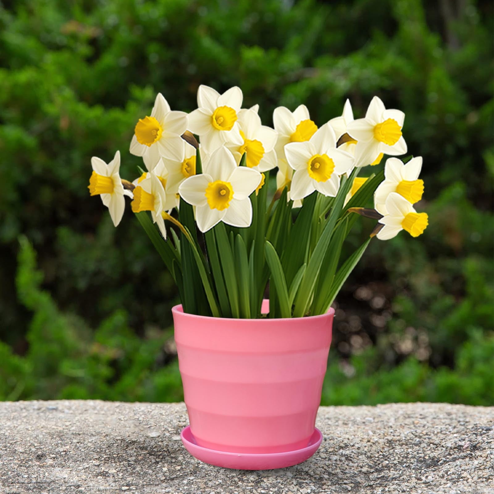 quanjun Cute Silicone Flower Pots with Matching Saucers,Modern Design ...