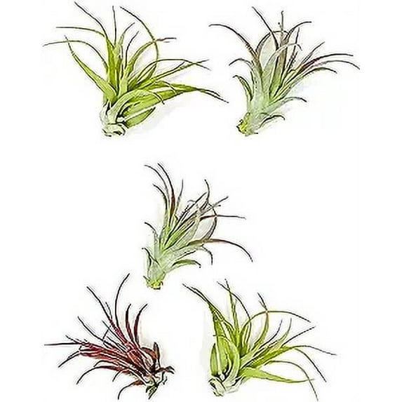 ragnaroc Air Plants - Tillandsia Brachycaulos Multiflora, Jumbo 5-7 ...