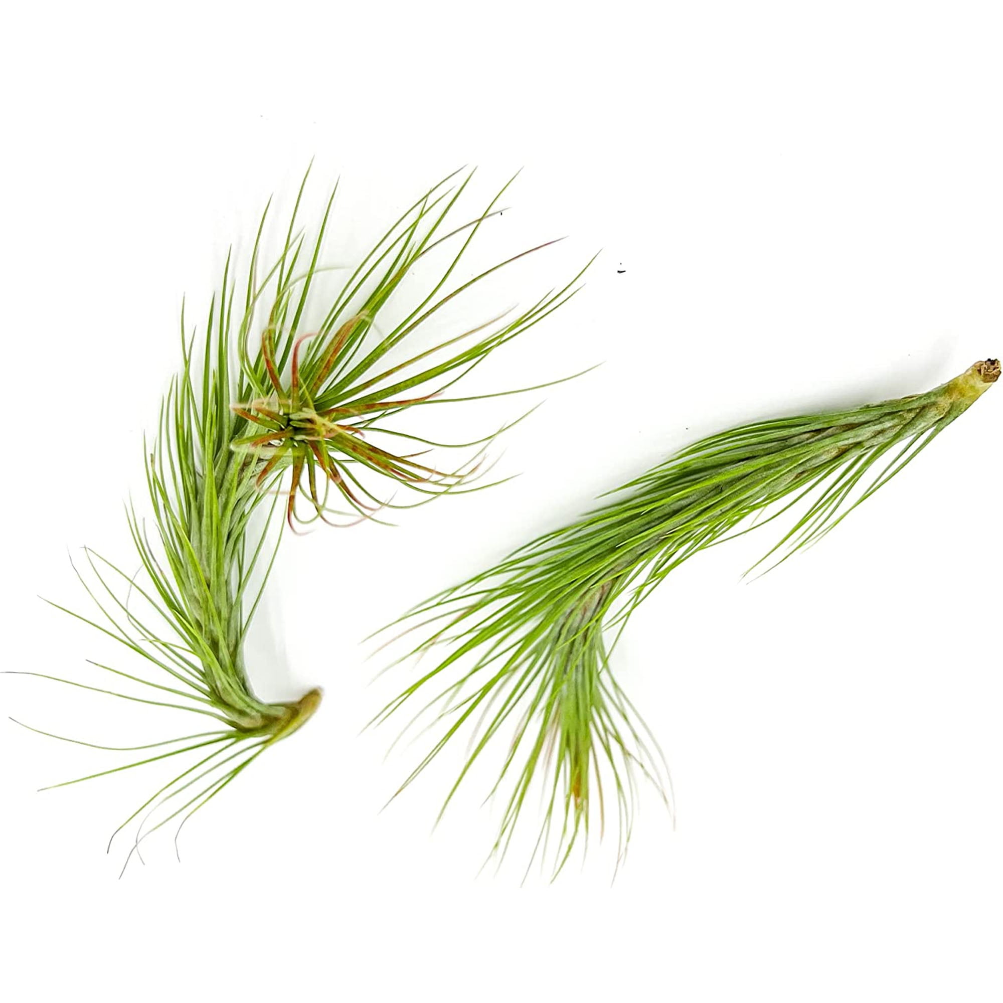 ragnaroc Air Plants - Tillandsia Funckiana Hybrid, Large 5-7" - 2ct - Live Arrival Guaranteed ...