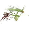 ragnaroc Air Plants - Tillandsia Variety Pack, Jumbo 5-9" - 3ct - Live ...