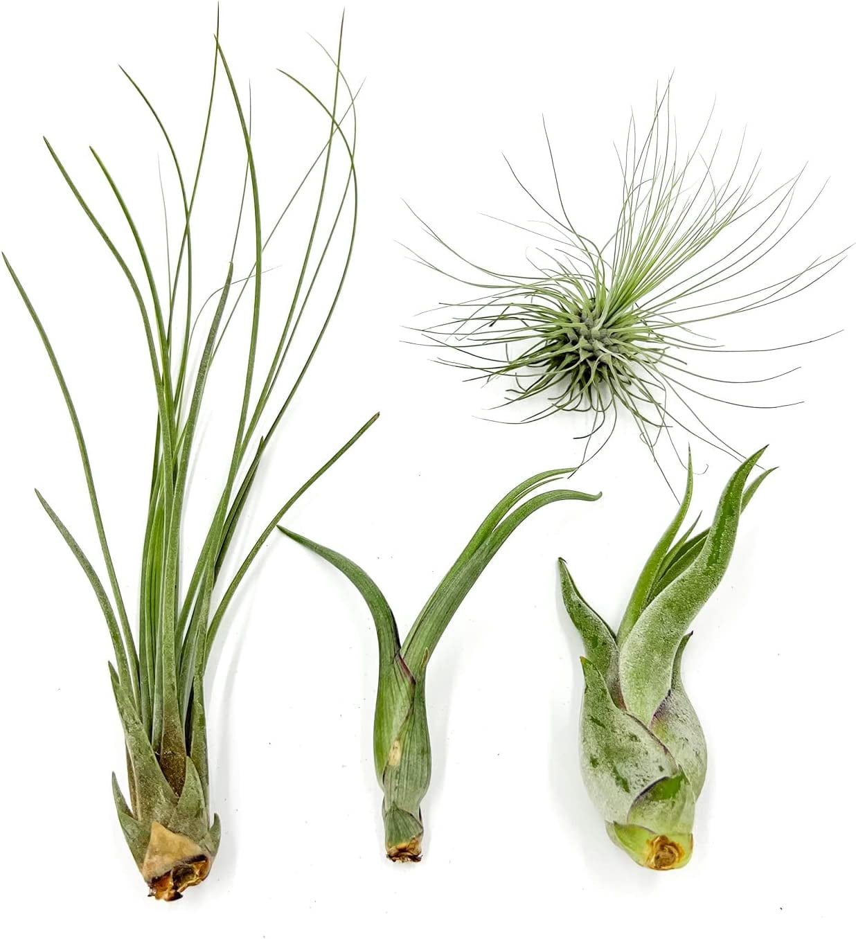 ragnaroc Air Plants - Tillandsia Variety Pack, 4ct, 1-3" - Walmart.com
