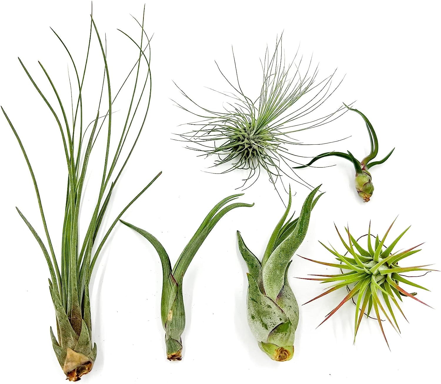 "Ragnaroc Indoor Small Houseplant Sets - Tillandsia Variety Pack, 1-3 ...