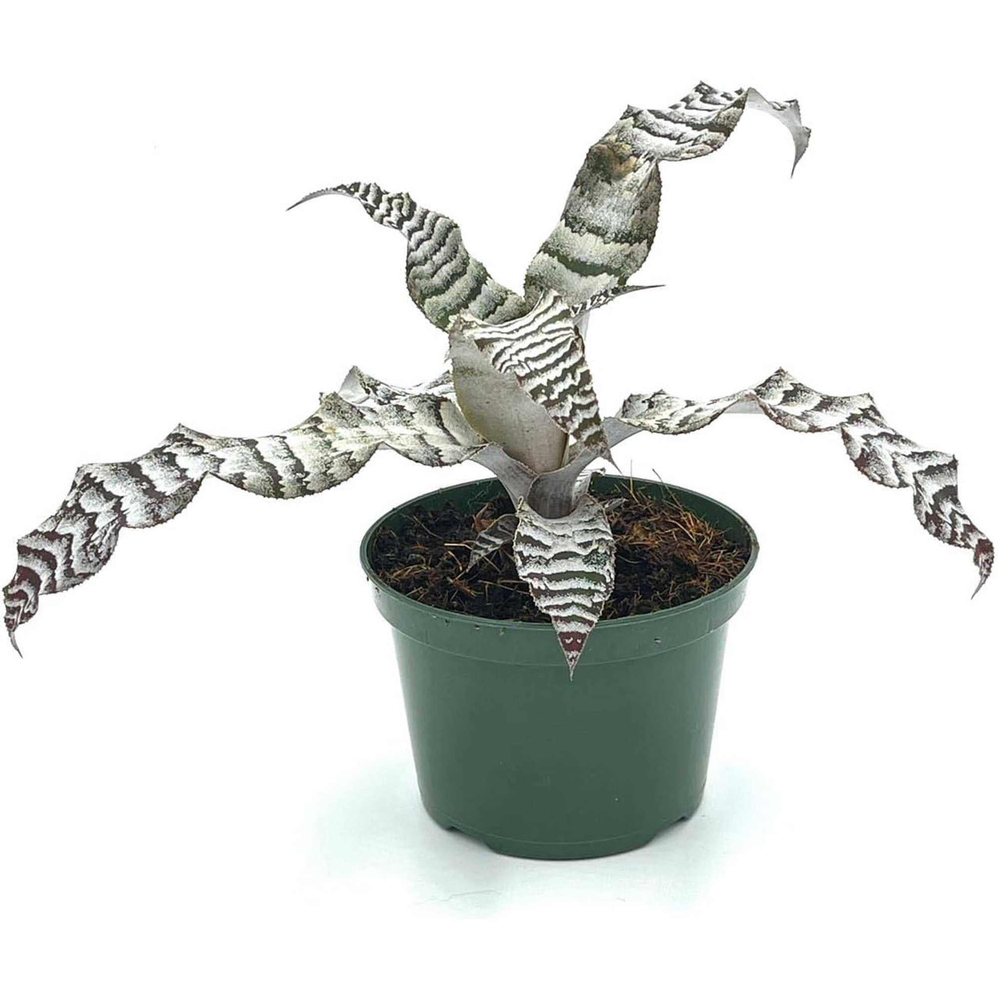 ragnaroc Cryptanthus ‘Absolute Zero‘ Live Plant in 5" Pot - Walmart.com