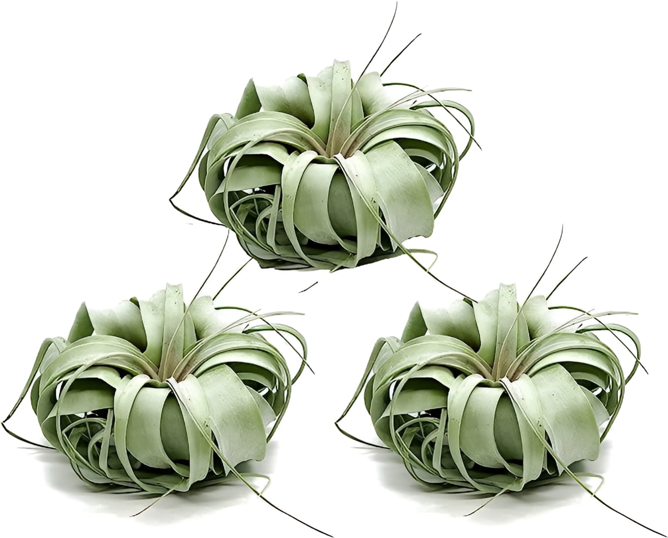 ragnaroc 6-9" Silvery Gray Tillandsia Xerographica Live Plants in ...