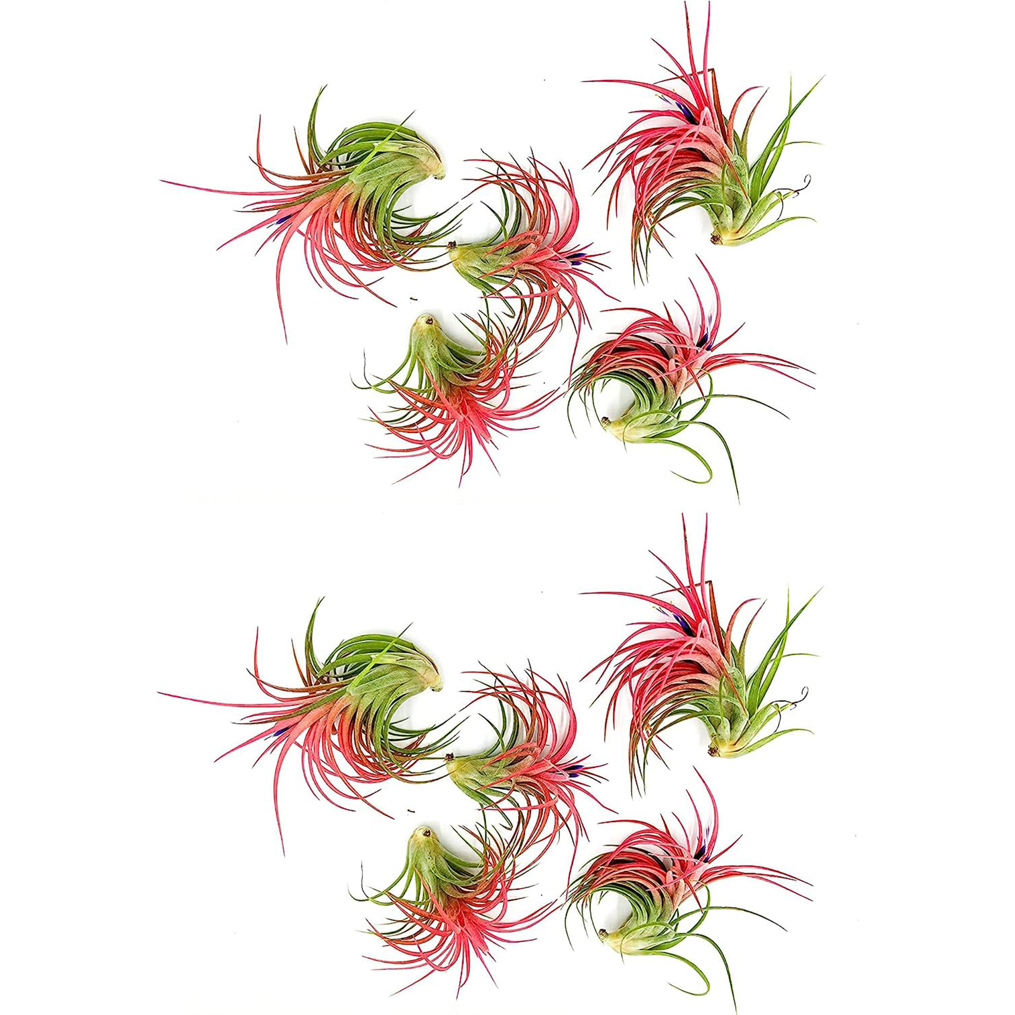 ragnaroc Live Air Plants – Tillandsia Victoriana, Large 3-4” – 10ct ...