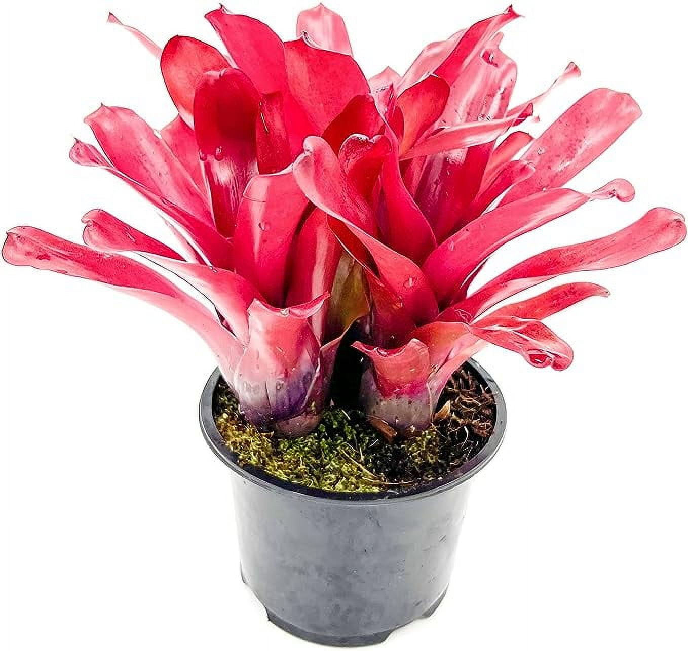 ragnaroc Live Plants - Bromeliad Neoregelia 'Super Fireball', Giant 10 ...