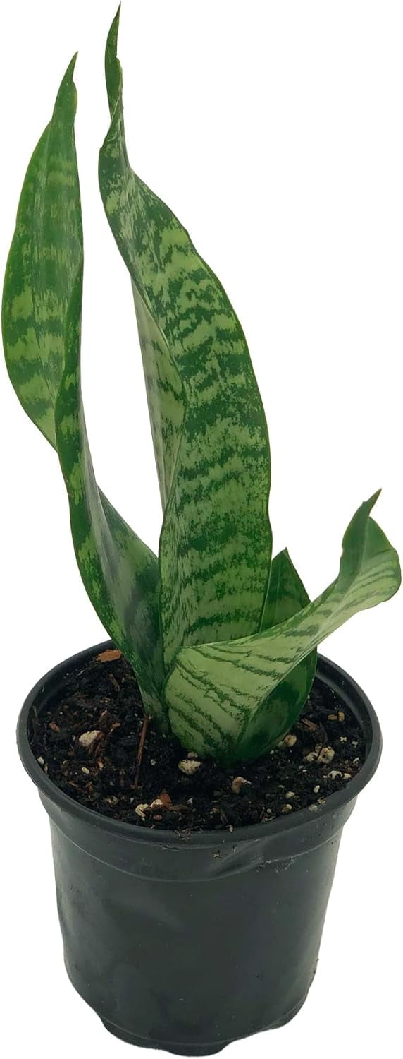 ragnaroc - Live Snake Plant – Black Coral Sansevieria – Tropical Plant ...