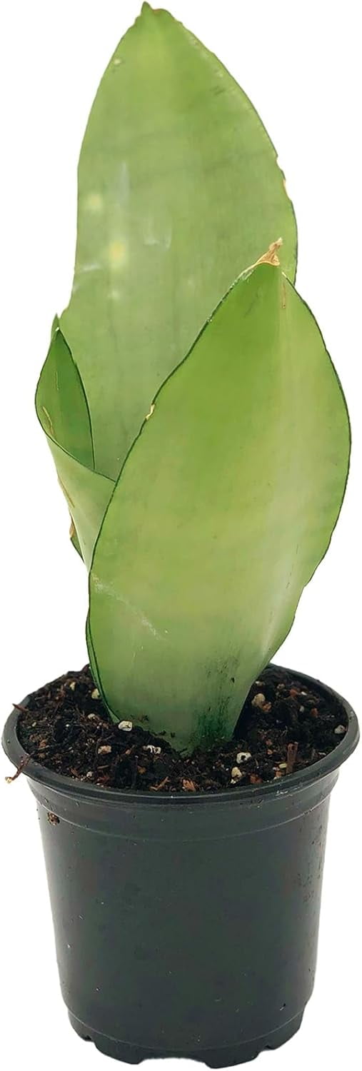 ragnaroc - Live Snake Plant – Moonshine Sansevieria Trifasciata ...