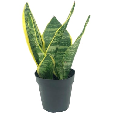 House Plant Shop Snake Plant Sansevieria Live Plant in 4 Inch Pot (6 ...