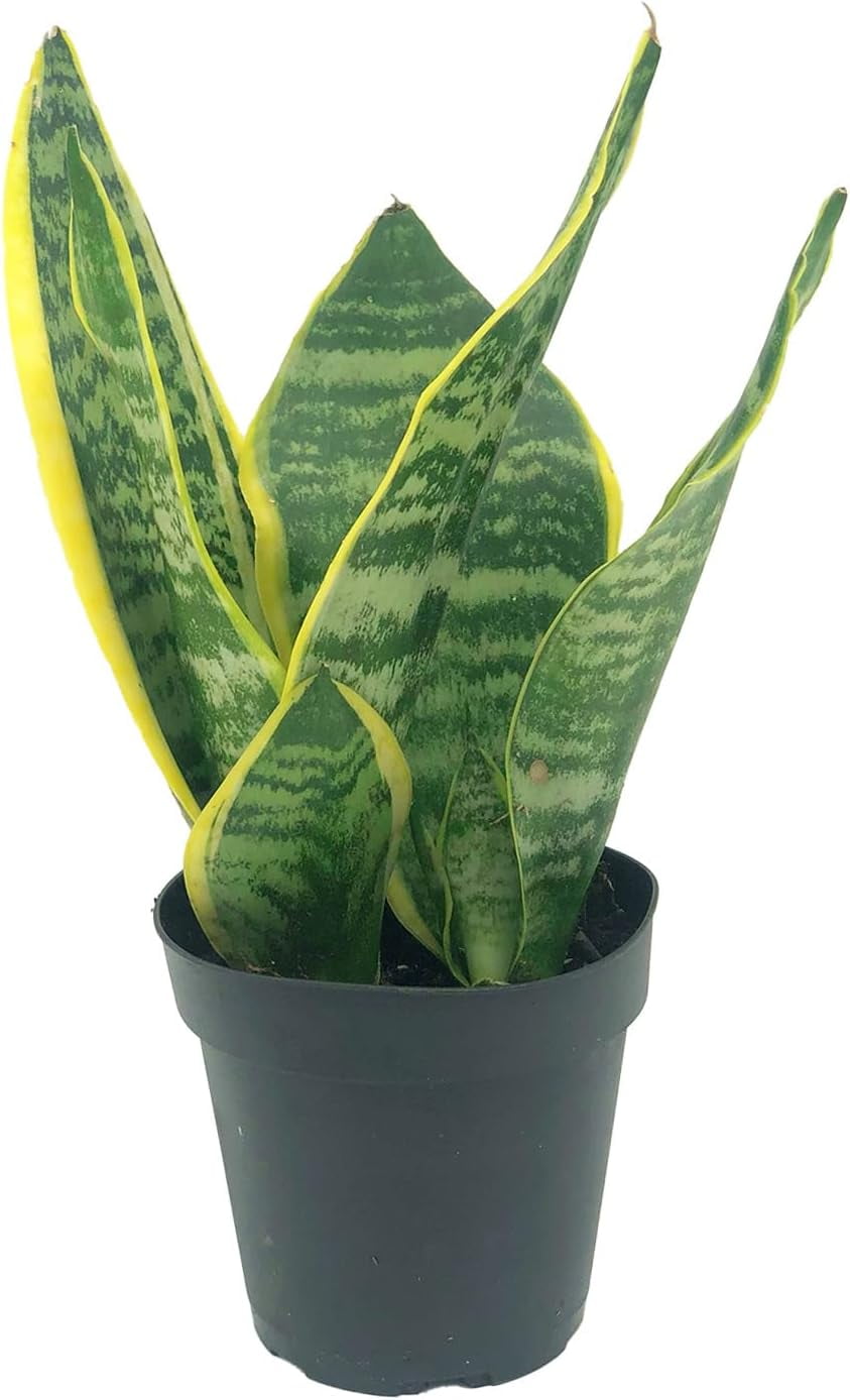 ragnaroc - Live Snake Plant – Sansevieria Superba Trifasciata ...