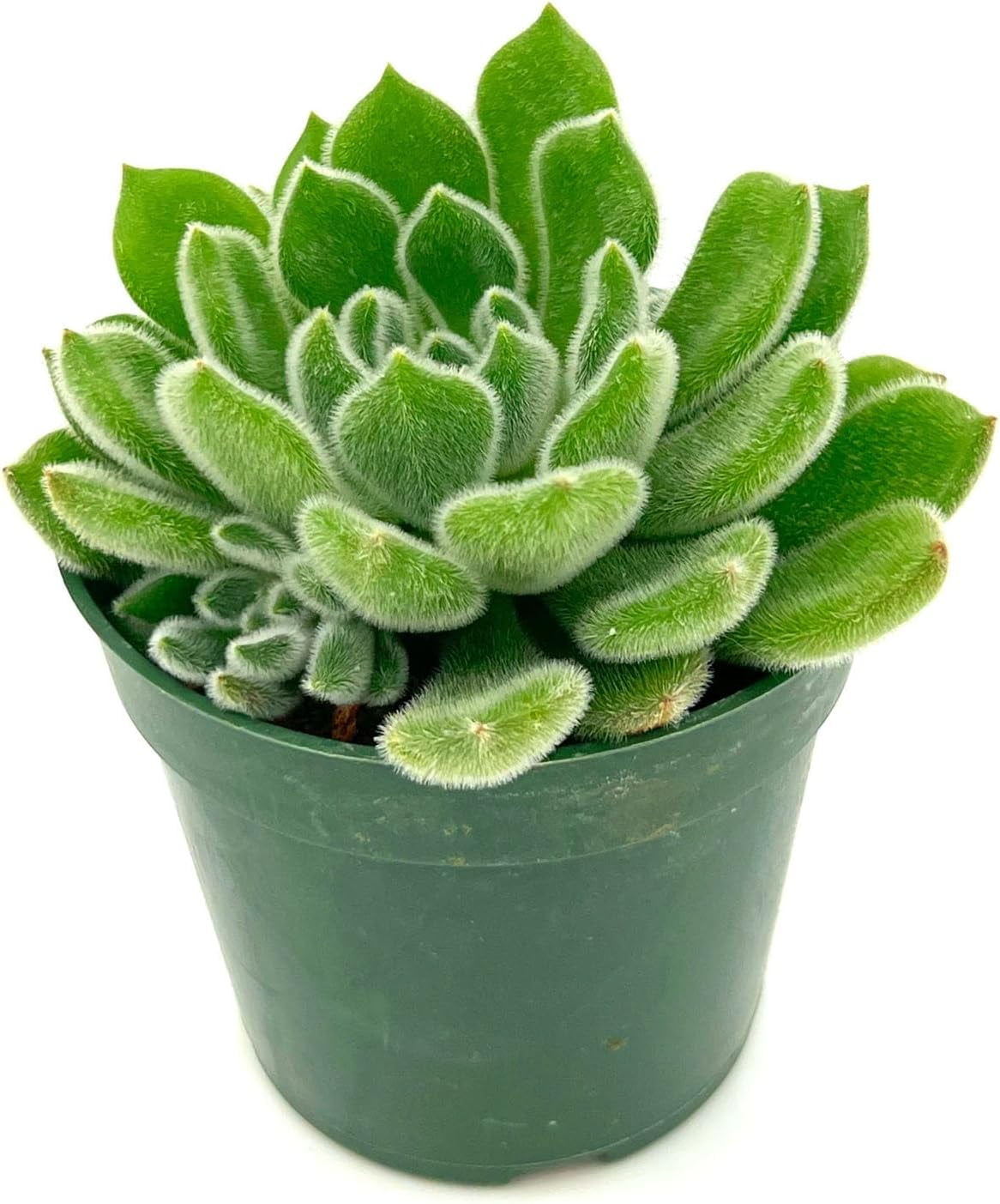 ragnaroc Live Succulent Plants - Echeveria Setosa, Rooted in 4” Pot ...