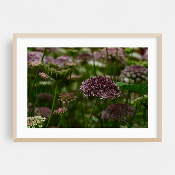red, white, pink Queen Anne's Lace flowers 01 - Carmel Valley ...