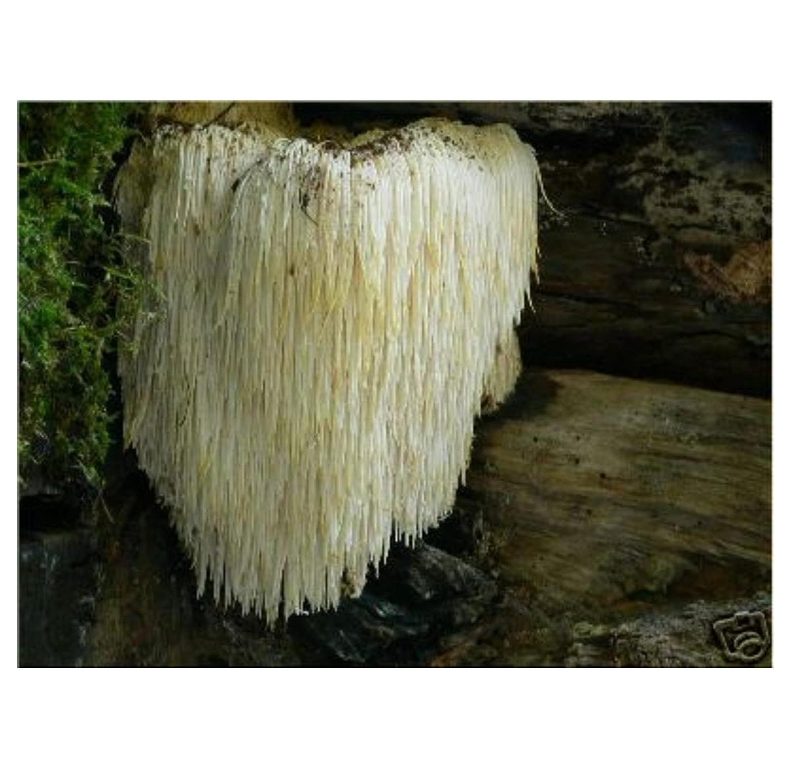 s Mane Mushroom Plug 100 Plugs ~ Crab Flavor ~ Mycelium Log Grow Kit ...