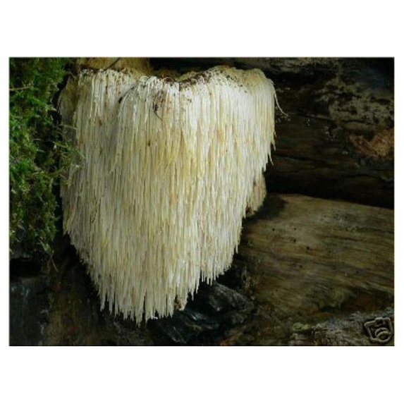 s Mane Mushroom Plug 100 Plugs ~ Crab Flavor ~ Mycelium Log Grow Kit ...