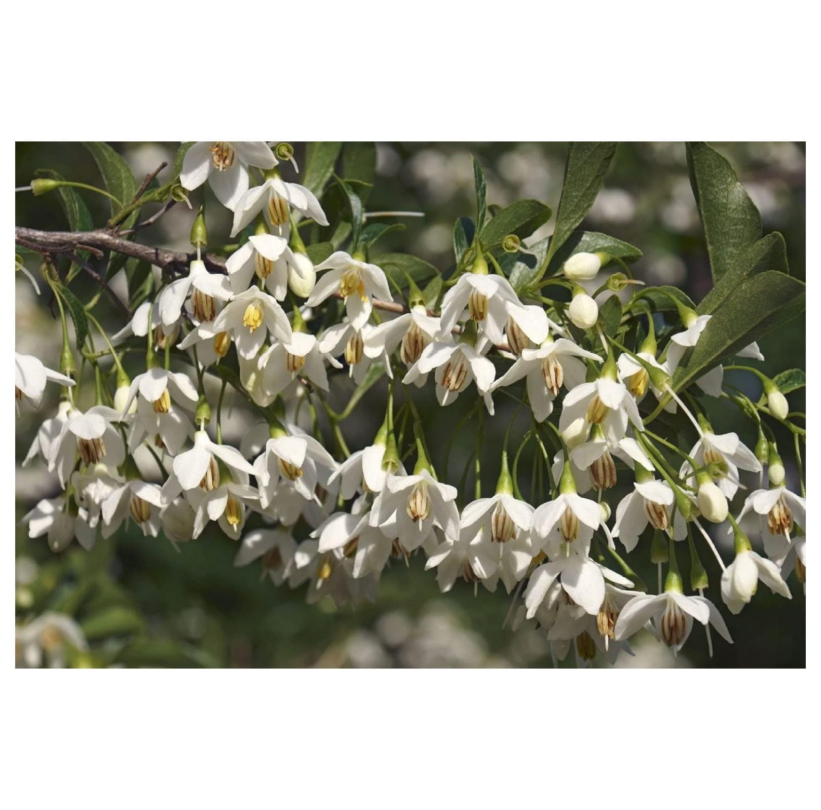 saney - Japanese Snowbell Tree, 2 Pack of ABP which is a 3"X3"X6 ...