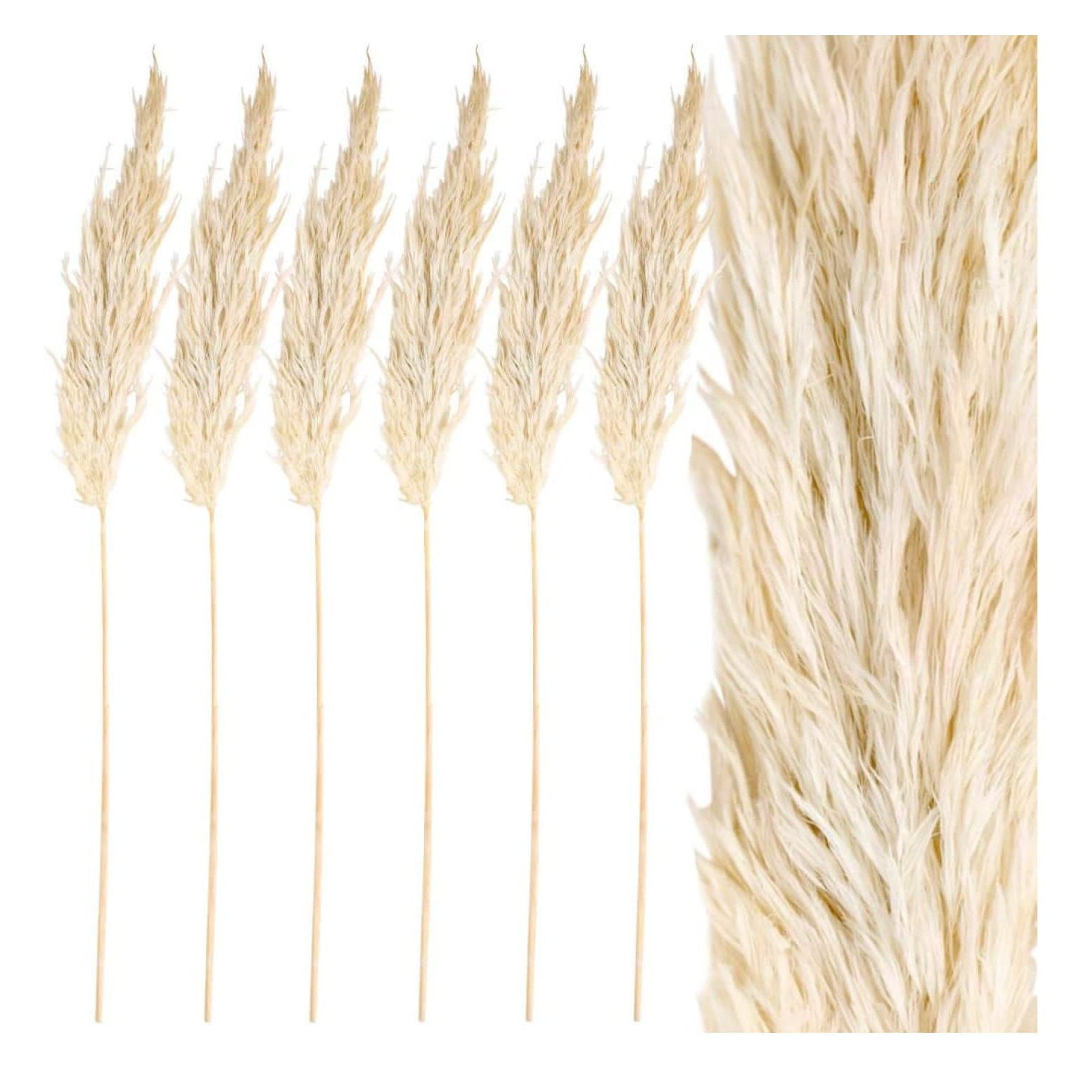 saney Real Dried Pampas Grass Decor Plumes, 28-32 Inches, White Color ...