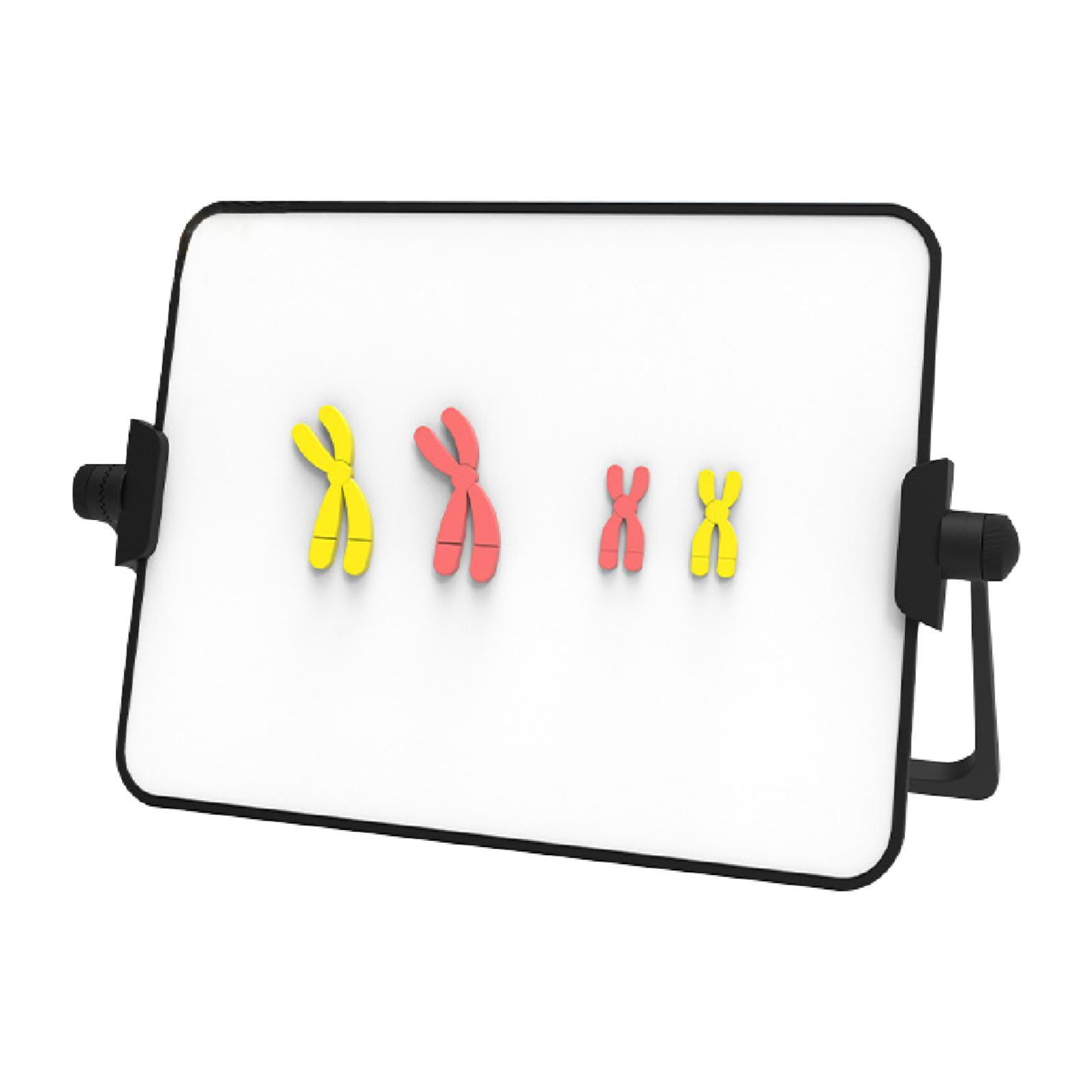 shamjina Meiosis Chromosome Change Model Kit Science Reusable with ...