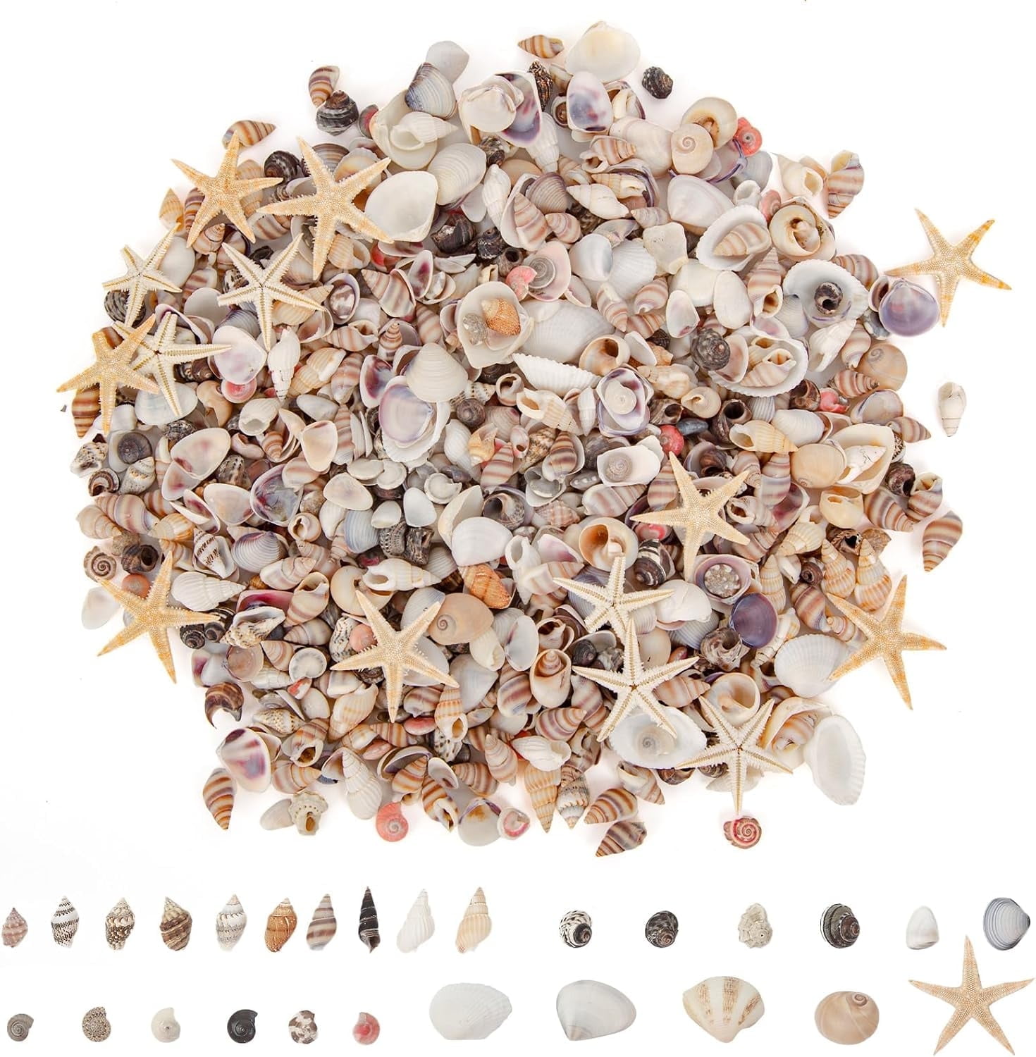 Sinkoo 1000 Mini Sea Shells & Starfish - 20 Types for Crafting, Decor ...