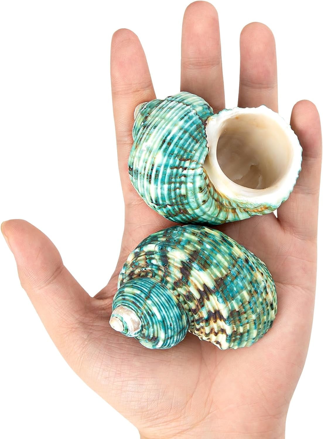 sinkoo 2PCS Boutique Hermit Crab Shells Medium to Large, 2.1"-2.6 ...