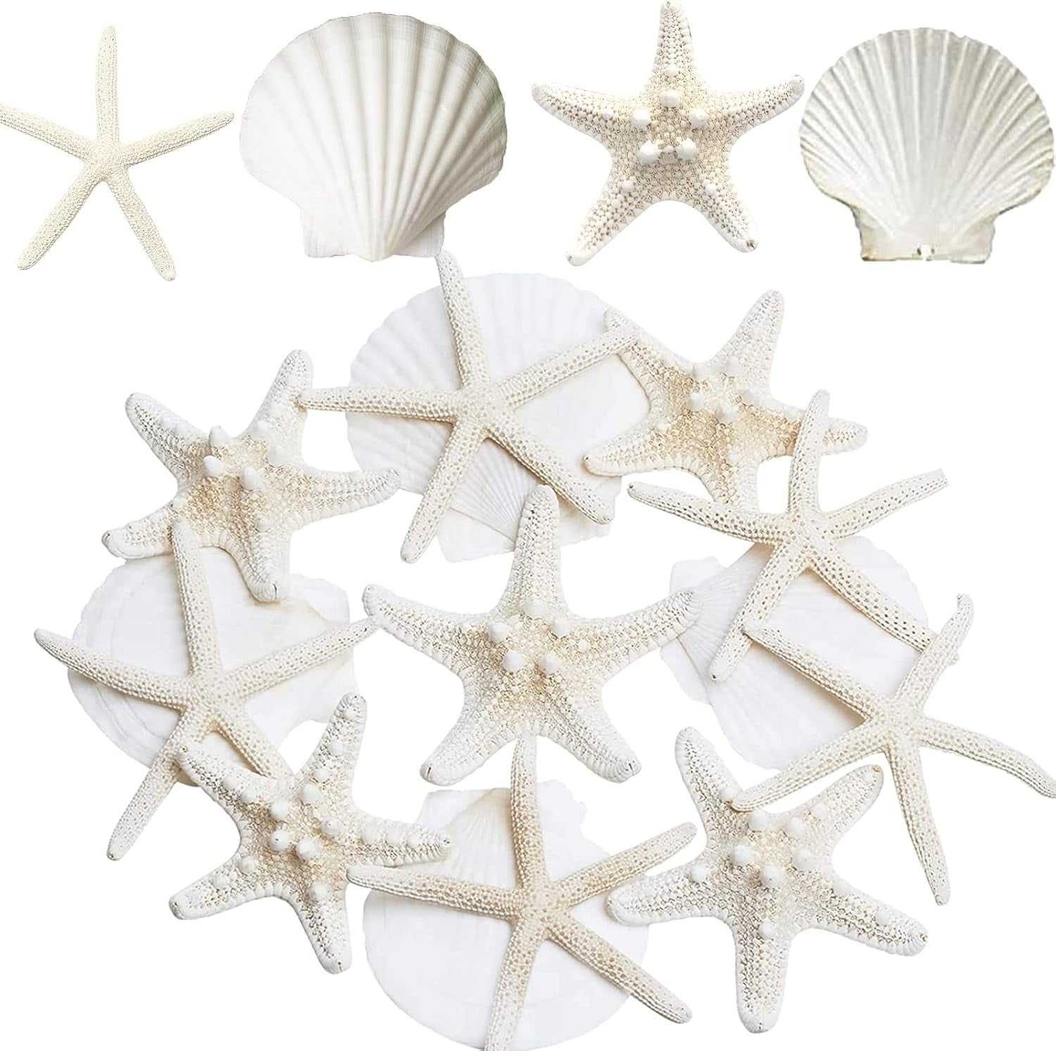 sinkoo 3-4 Inches Large Starfish and Scallop Shells for Crafts 12PCS ...