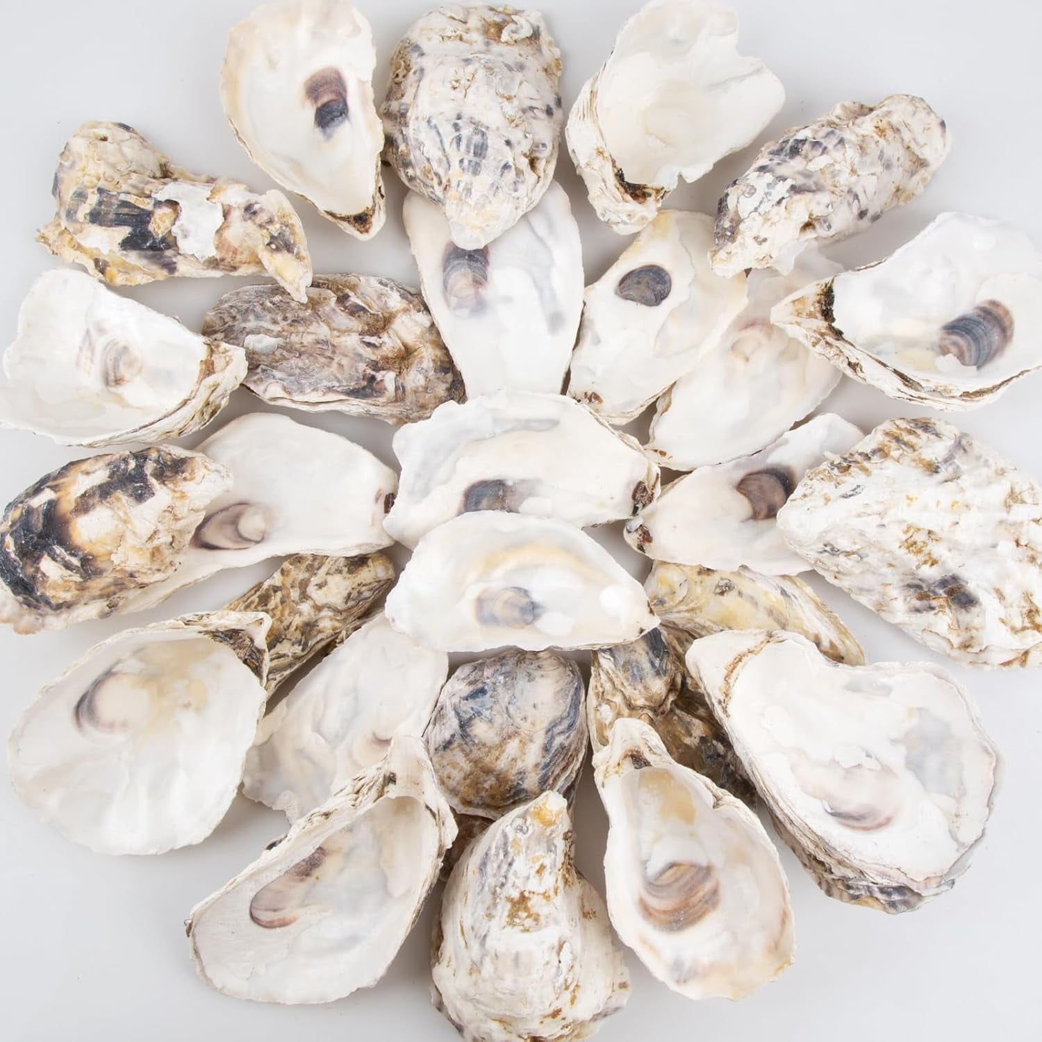sinkoo 30PCS Oyster Shells Concave 4"-5" Large Oyster Shells for Crafts ...