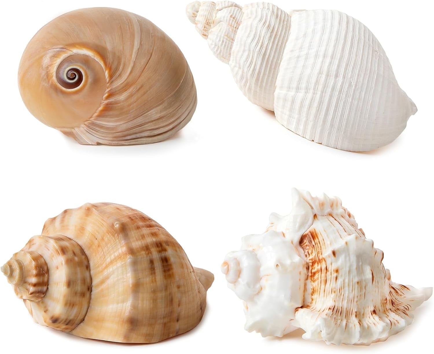 Sinkoo 4 Pcs Large Hermit Crab Shells 2~3.5inch Natural Hermit Crab ...